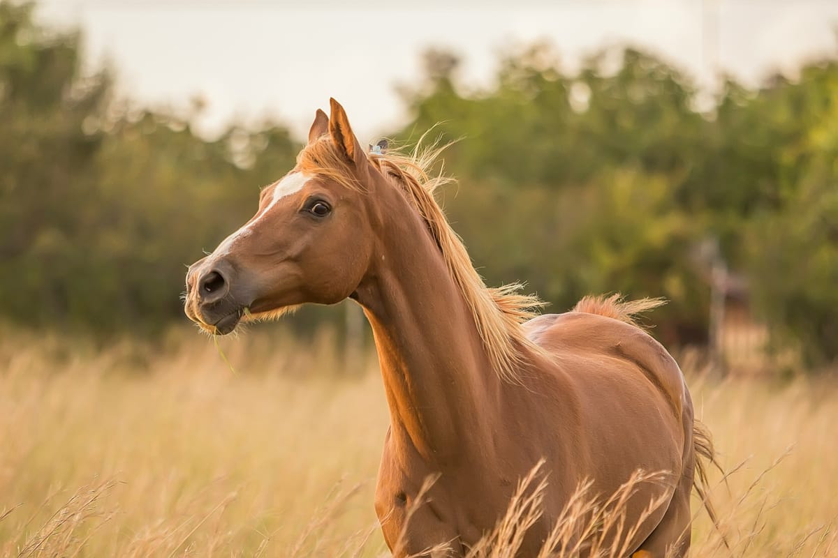 Ventilating Your Horse Barn the Right Way - DIY Pole Barns